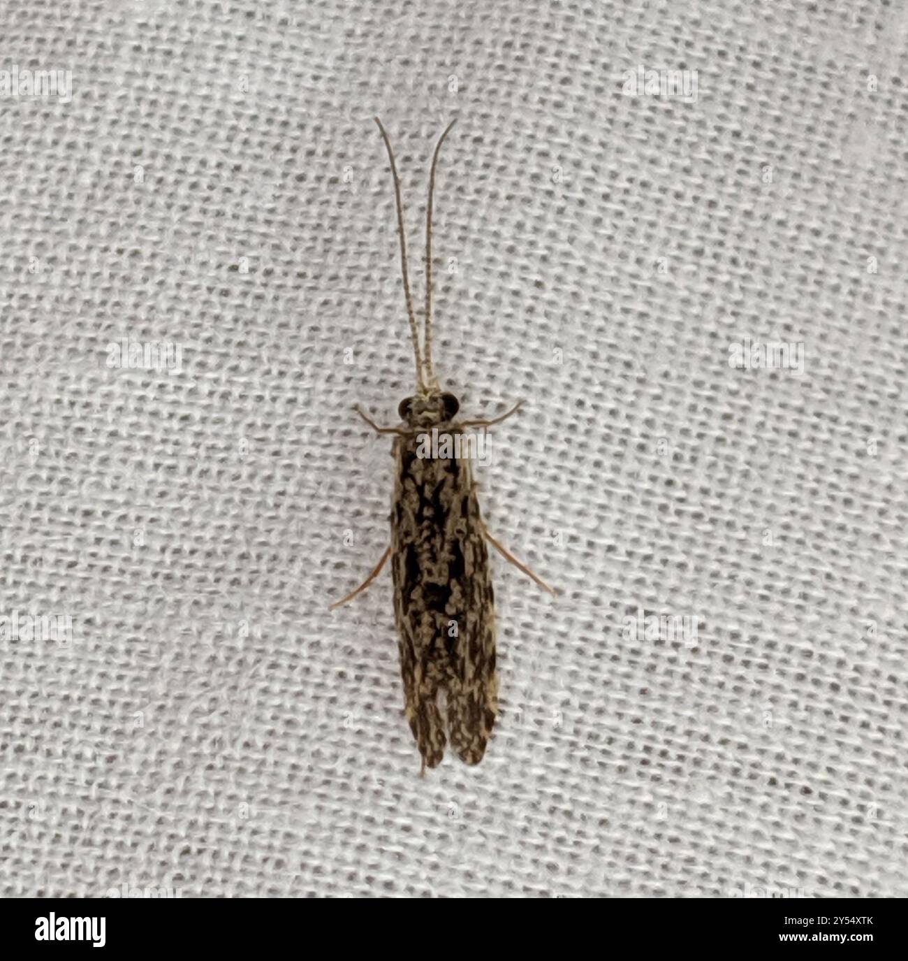 Tube Maker Caddisflies (Polycentropodidae) Insecta Stock Photo - Alamy