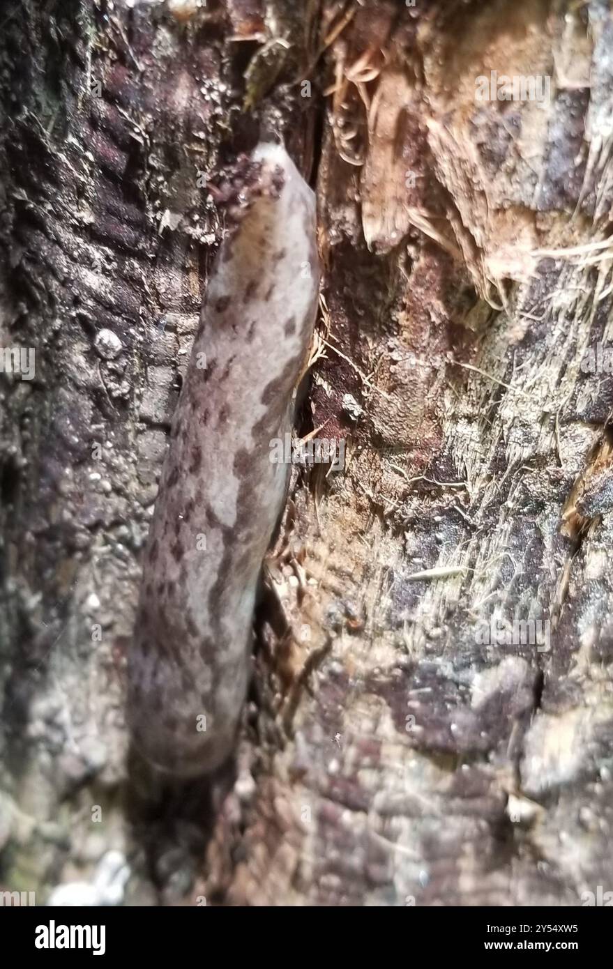 Changeable Mantleslug (Megapallifera mutabilis) Mollusca Stock Photo ...