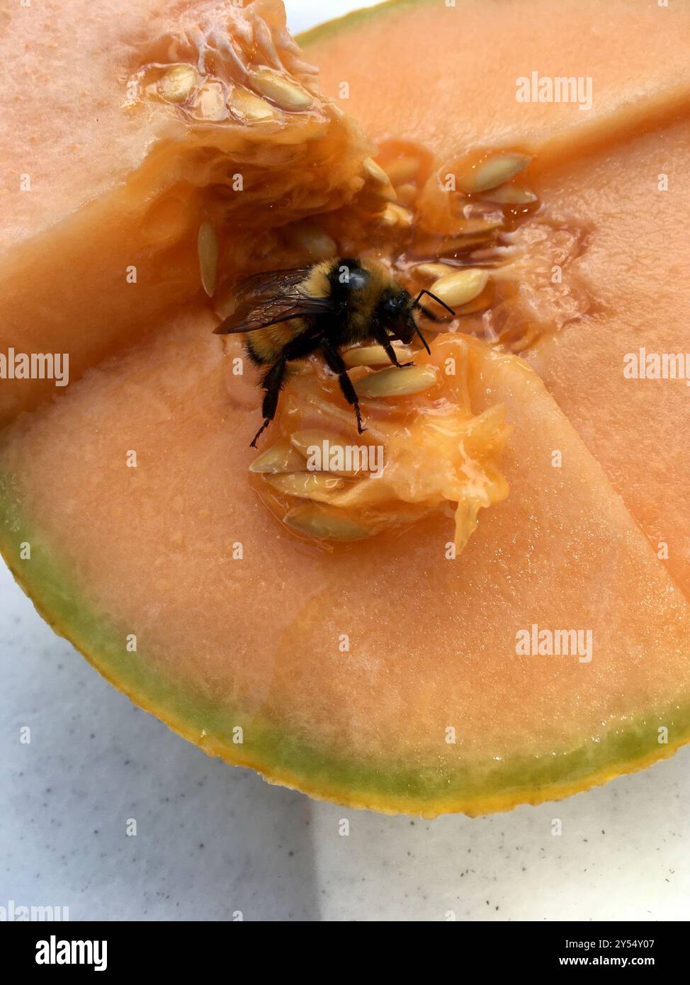 Hunt's Bumble Bee (Bombus huntii) Insecta Stock Photo - Alamy