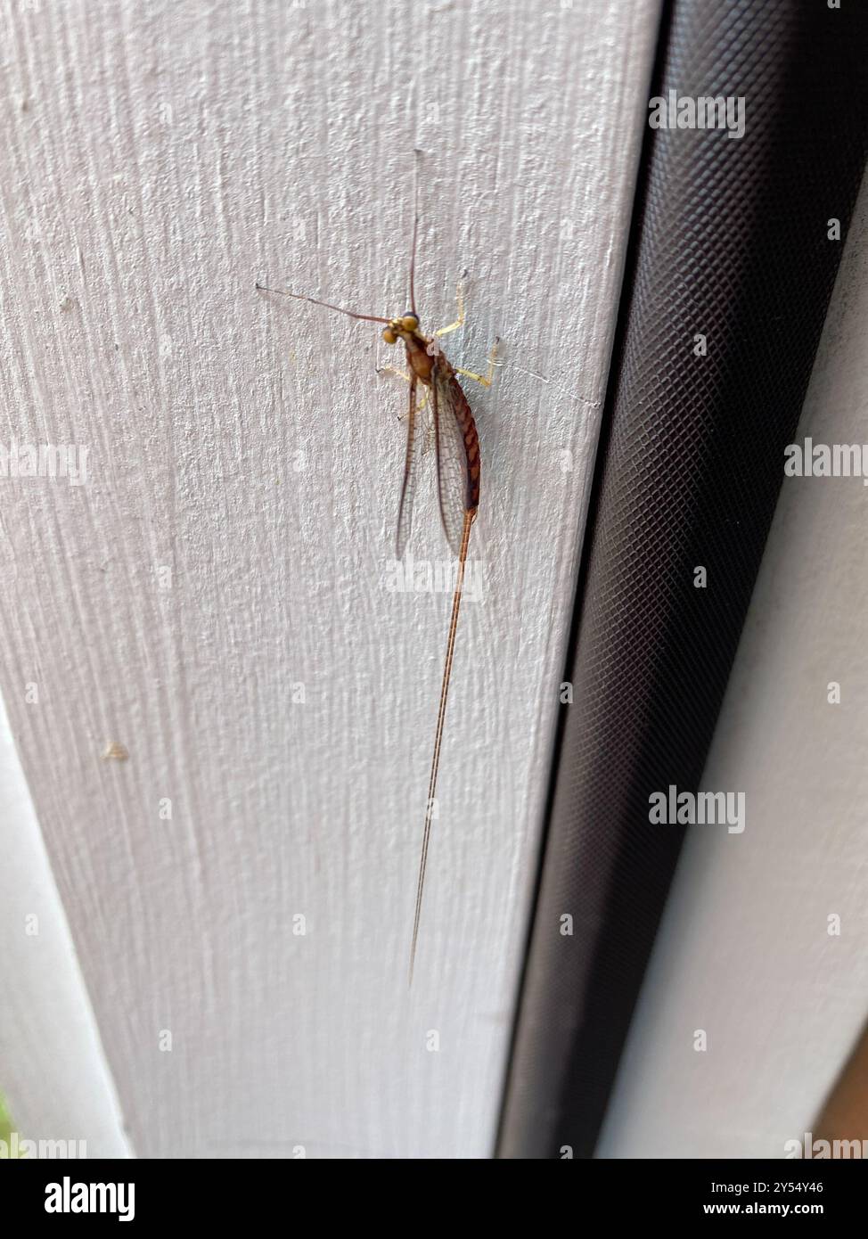Giant Mayfly (Hexagenia limbata) Insecta Stock Photo - Alamy