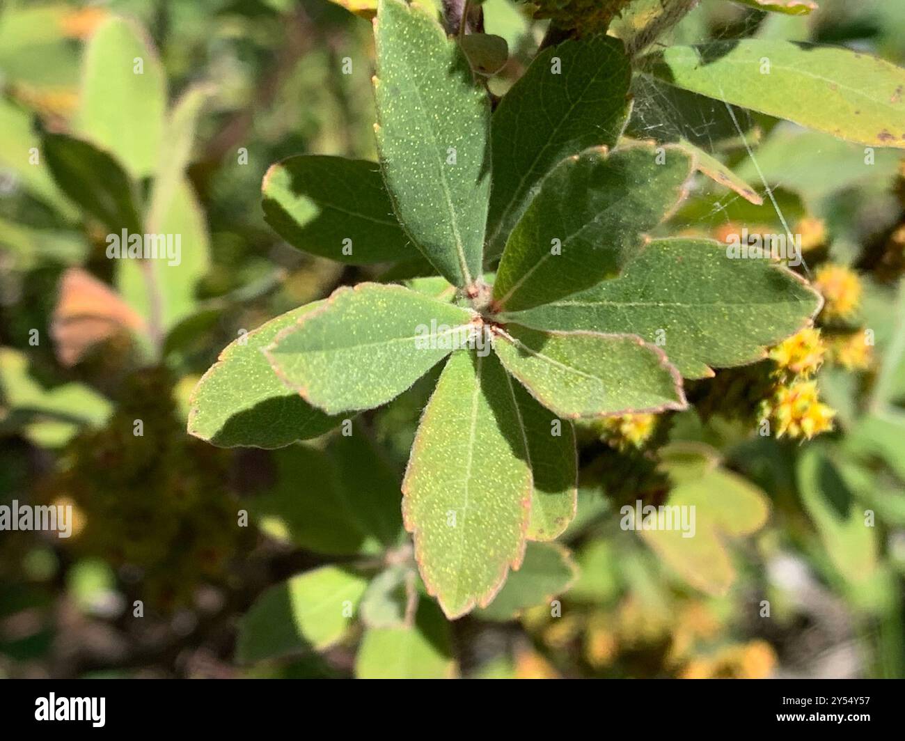 bog myrtle (Myrica gale) Plantae Stock Photo - Alamy