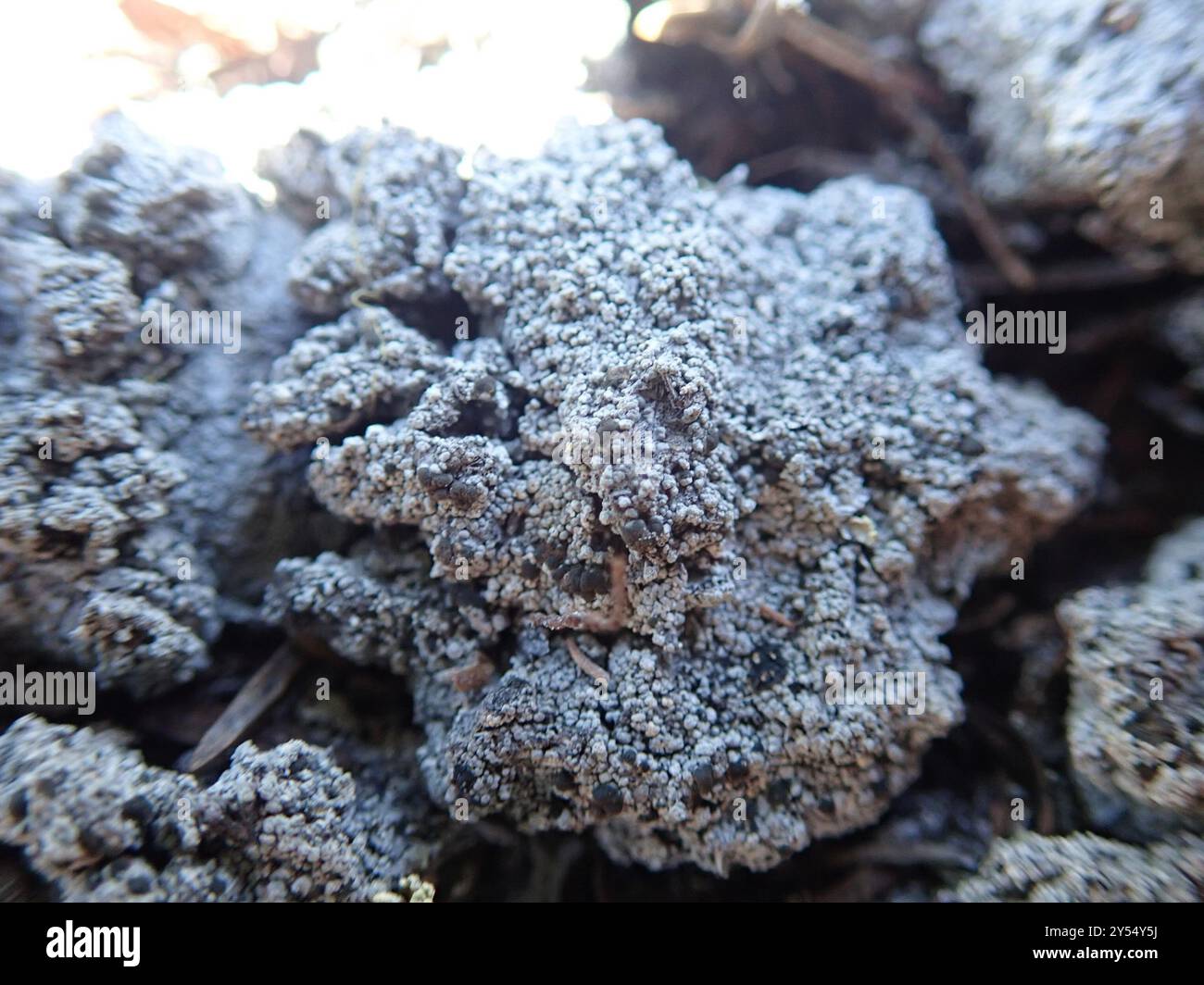 Granular Mottled-disk Lichen (Trapeliopsis granulosa) Fungi Stock Photo ...