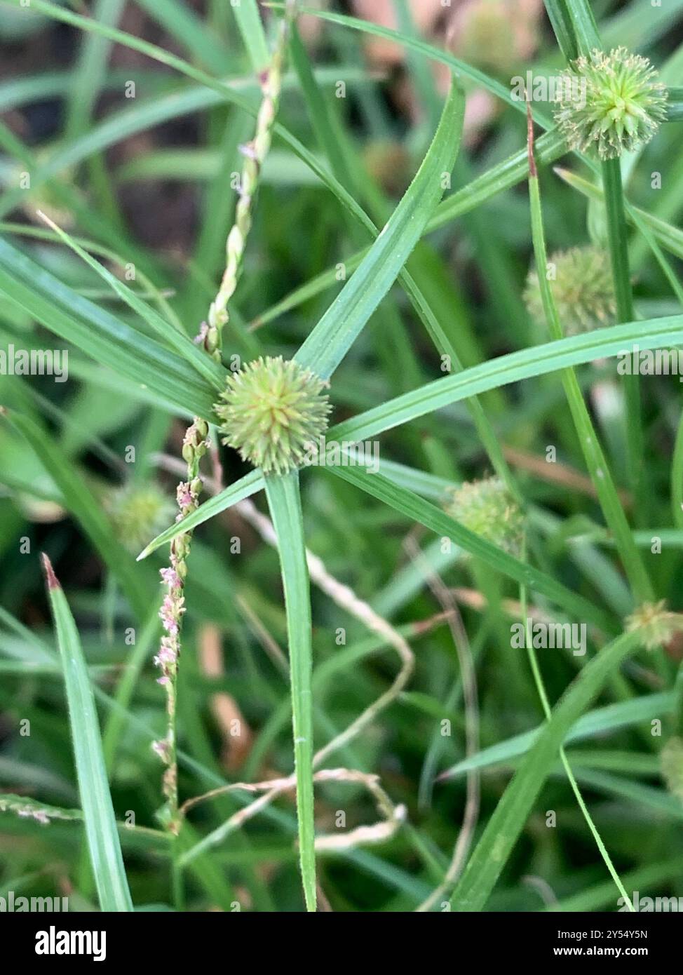 Shortleaf Spikesedge (Cyperus brevifolius) Plantae Stock Photo - Alamy