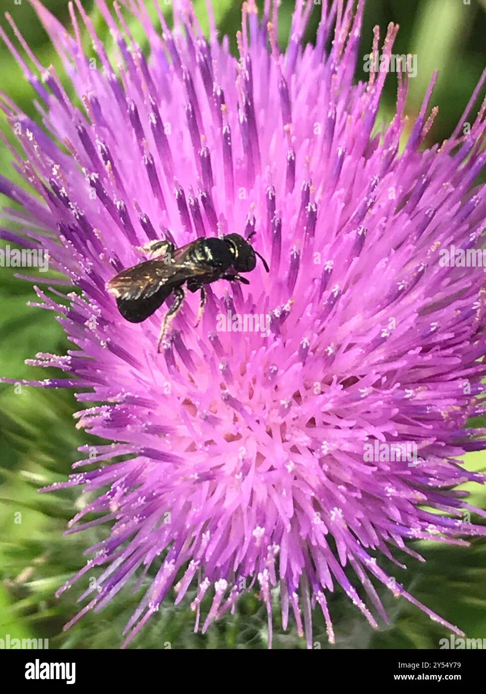 Small Carpenter Bees (Ceratina) Insecta Stock Photo - Alamy