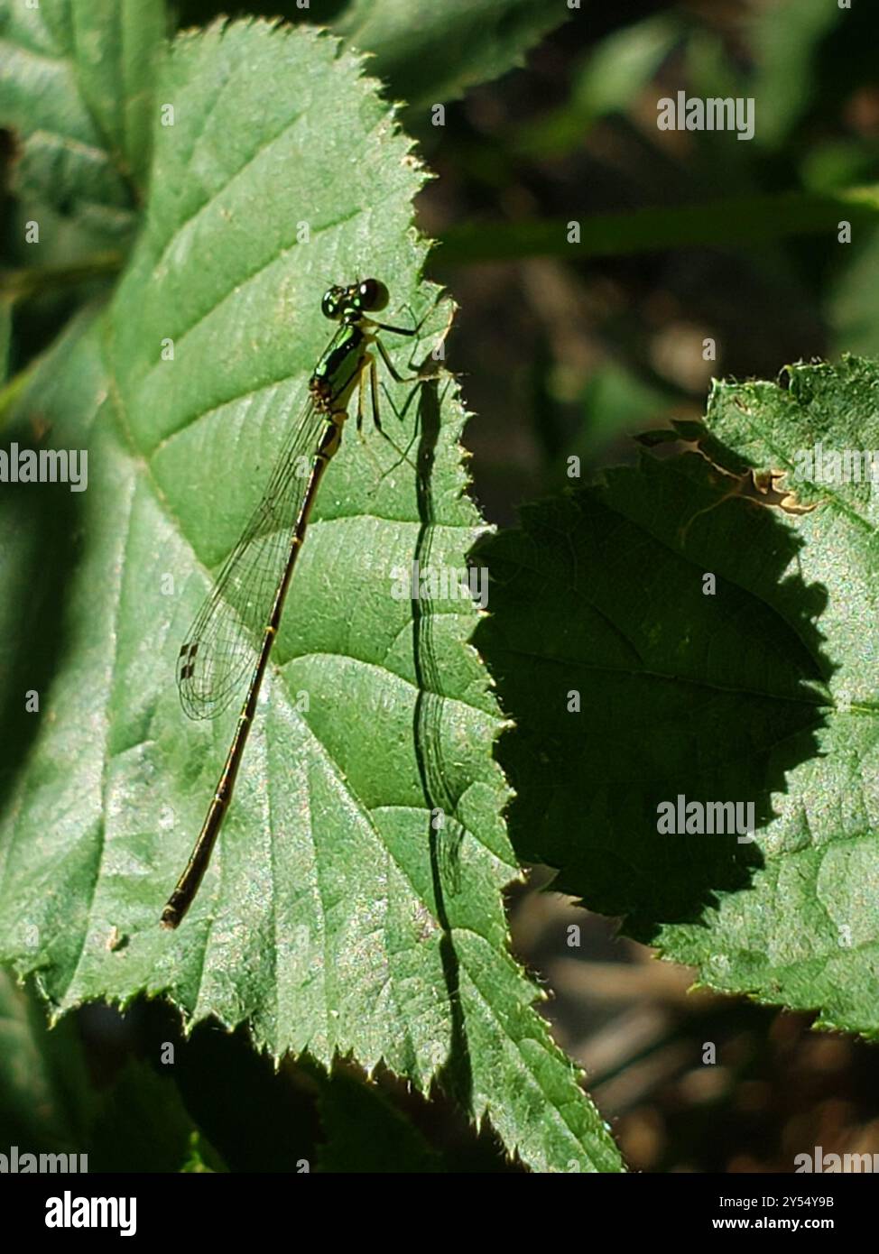 Fragile Forktail (Ischnura posita) Insecta Stock Photo - Alamy