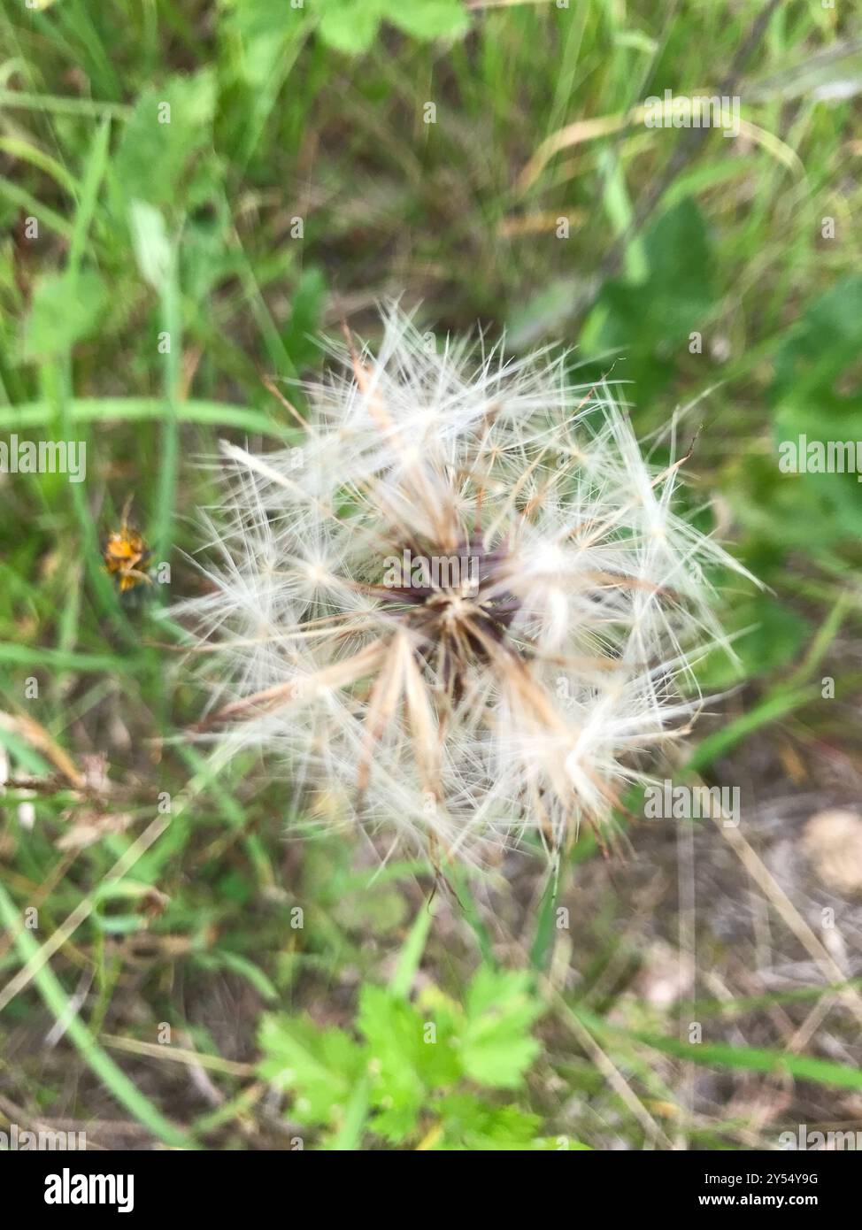 Lettuce, Chicory, Dandelion and Salsify Tribe (Cichorieae) Plantae ...