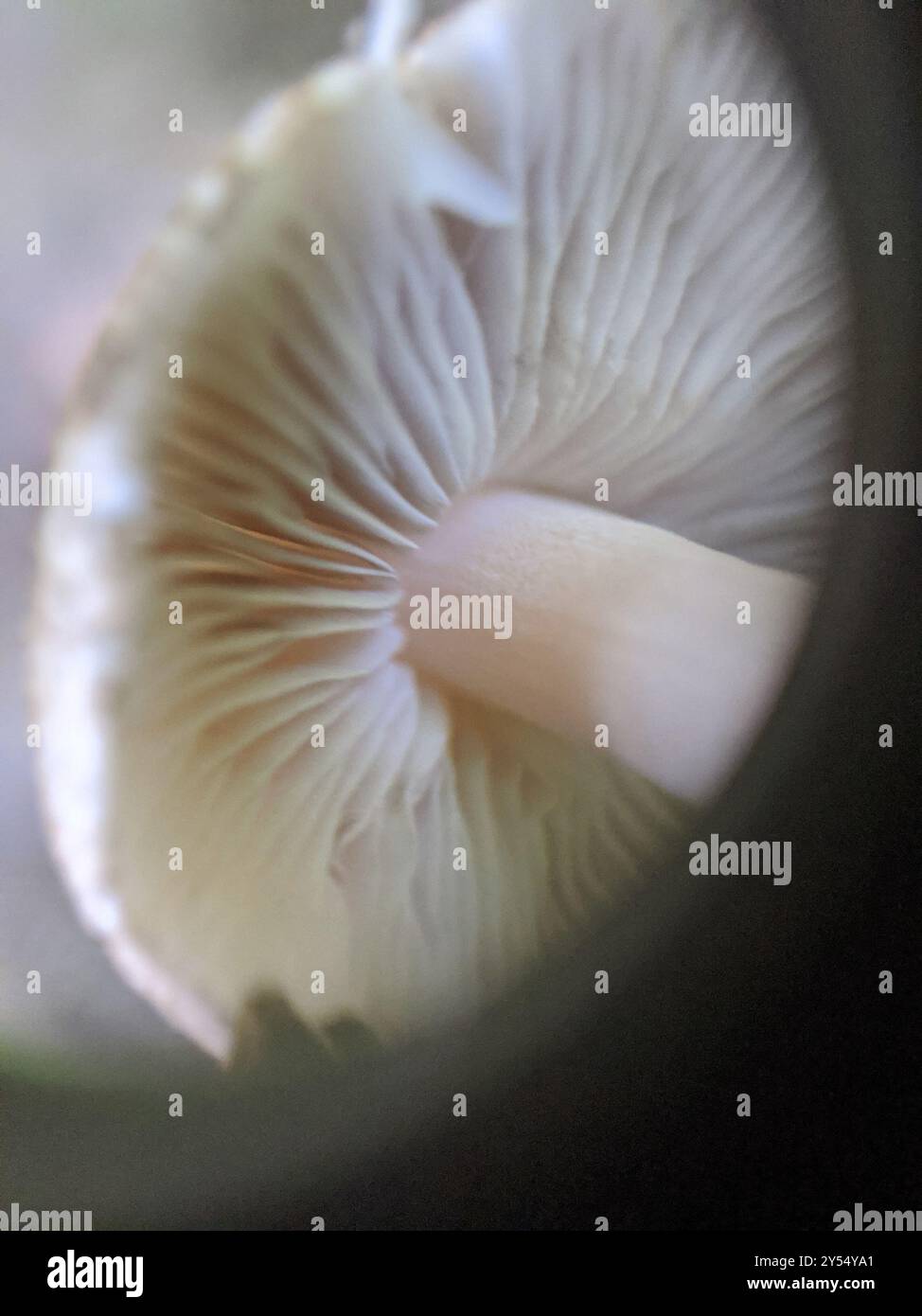 Fibercaps and Allies (Inocybaceae) Fungi Stock Photo - Alamy