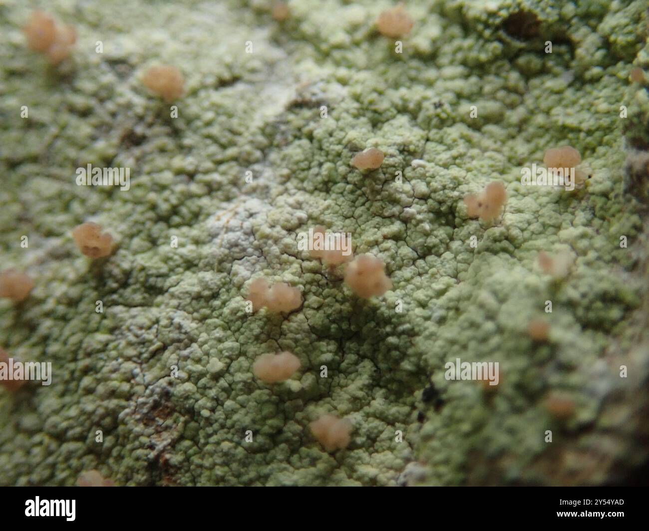 Brown Beret Lichen (Baeomyces rufus) Fungi Stock Photo - Alamy