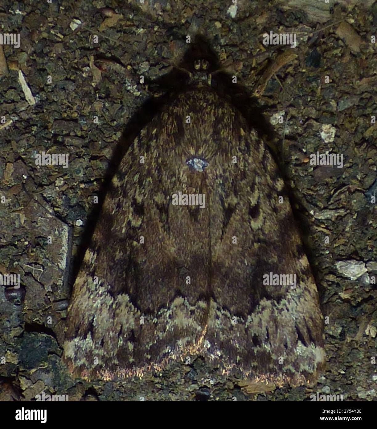 American Copper Underwing (Amphipyra pyramidoides) Insecta Stock Photo ...