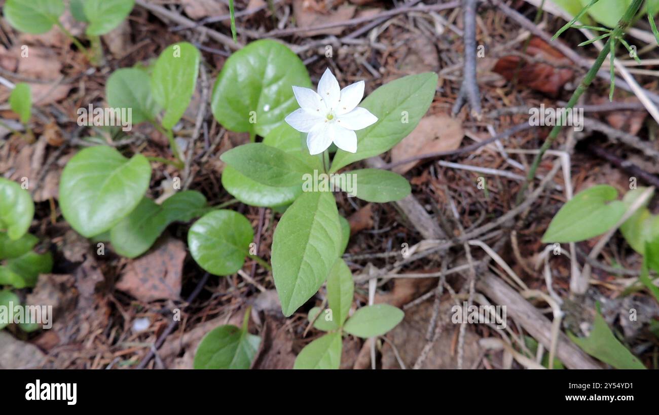 Arctic Starflower (Lysimachia europaea) Plantae Stock Photo - Alamy