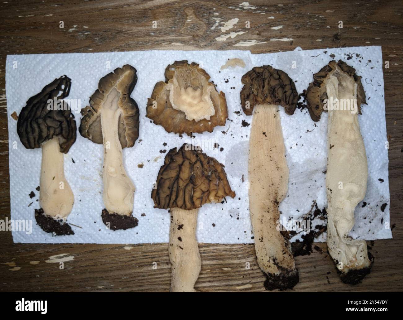 Half-free Morel (Morchella punctipes) Fungi Stock Photo - Alamy
