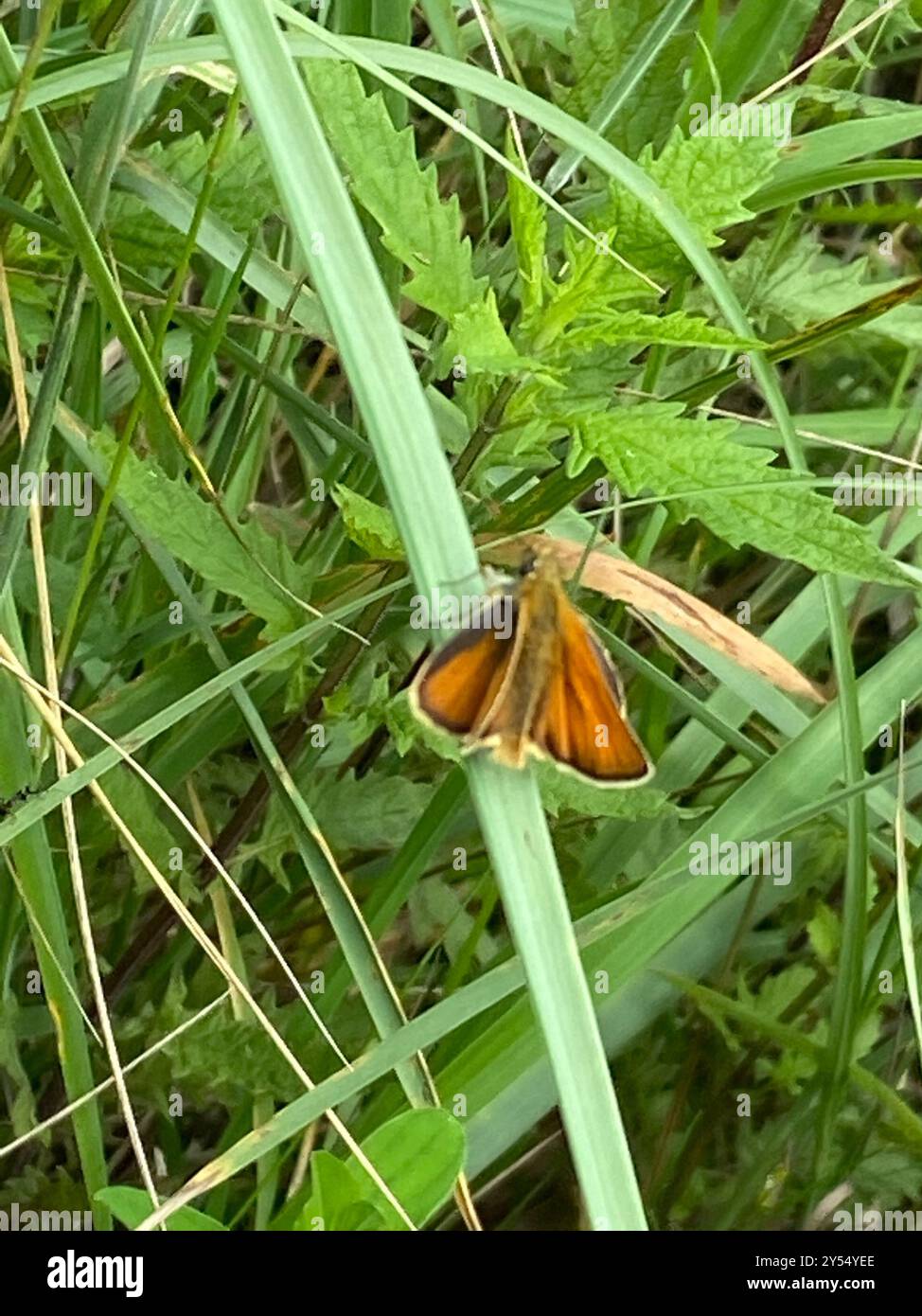Small Skipper (Thymelicus sylvestris) Insecta Stock Photo - Alamy