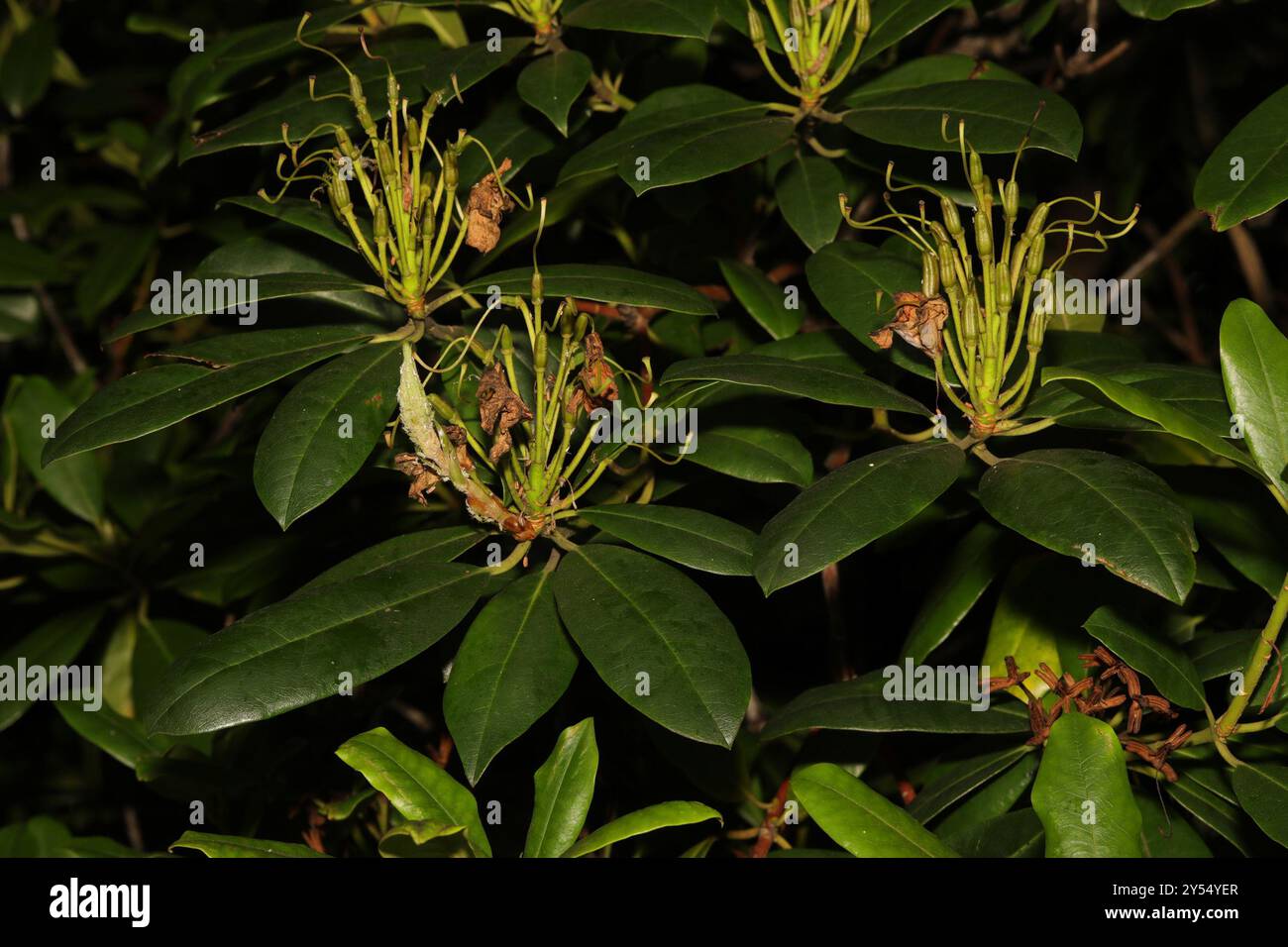 Common Rhododendron (Rhododendron ponticum) Plantae Stock Photo - Alamy