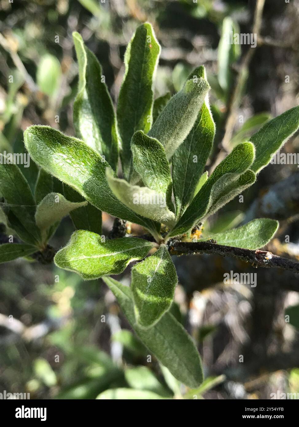 Gum bumelia (Sideroxylon lanuginosum) Plantae Stock Photo - Alamy