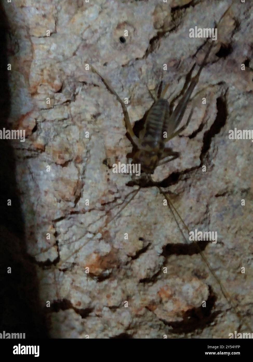 Camel Crickets, Cave Crickets, and Cave Wēta (Rhaphidophoridae) Insecta ...