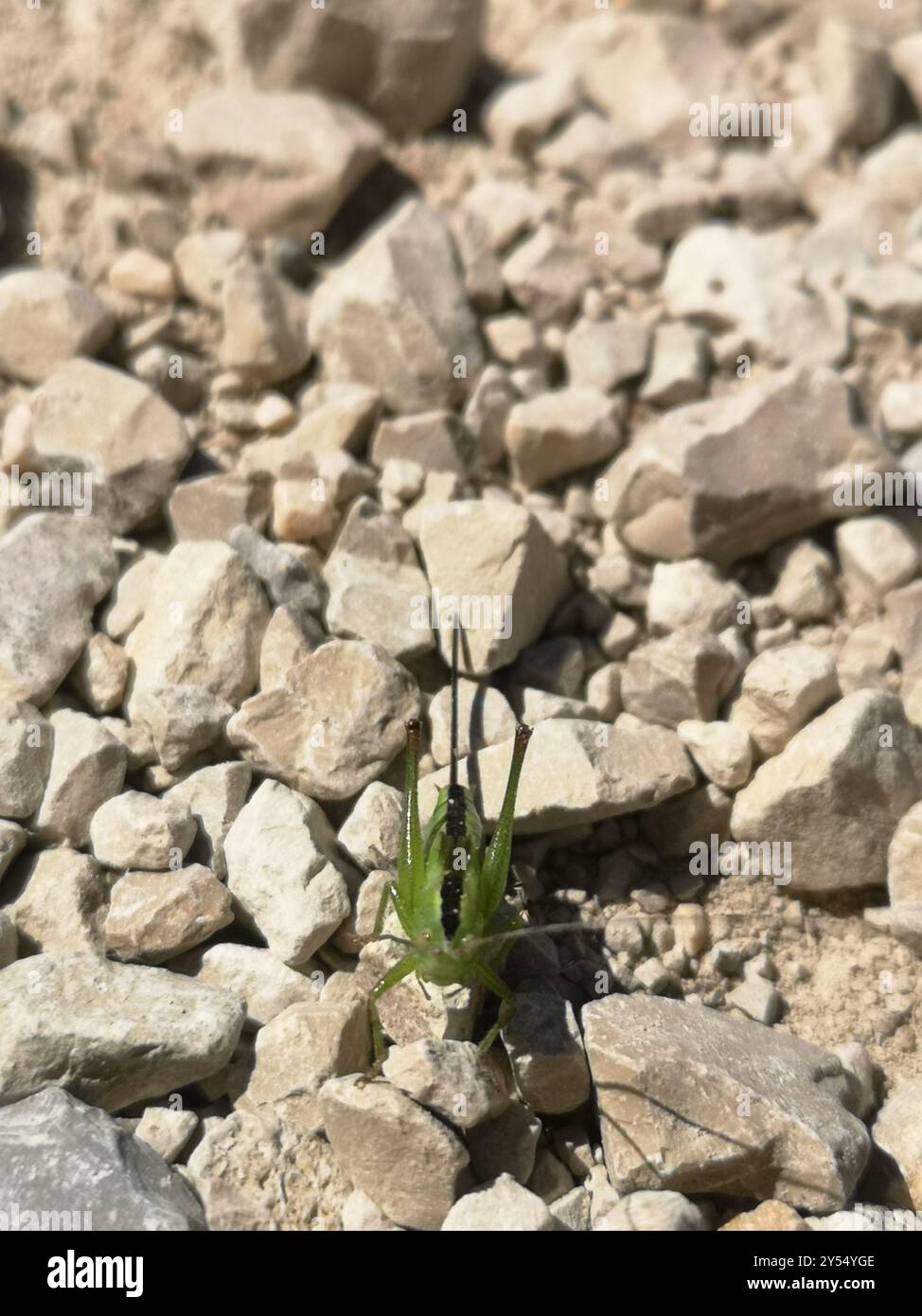 Long-winged Conehead (Conocephalus fuscus) Insecta Stock Photo - Alamy