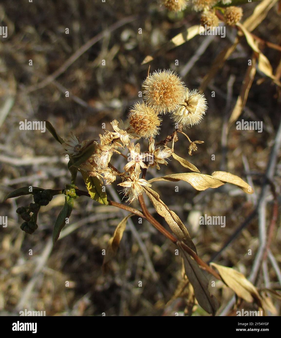 Sticky Psiadia (Psiadia punctulata) Plantae Stock Photo - Alamy