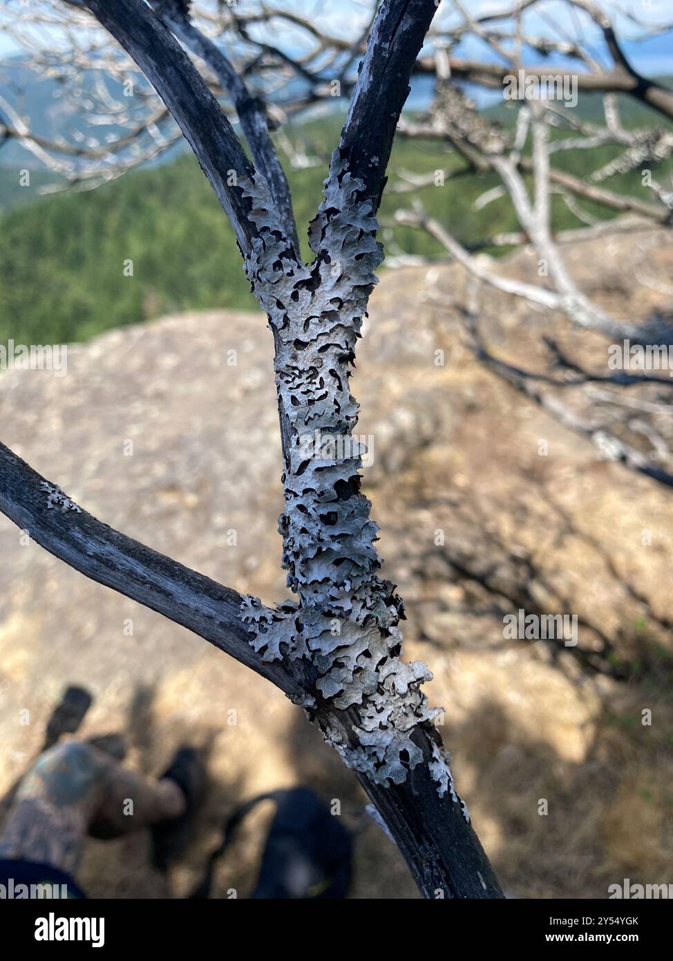 shield lichen (Parmelia sulcata) Fungi Stock Photo - Alamy