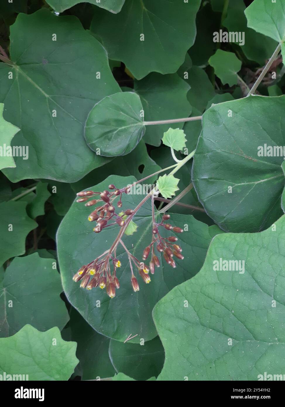 velvet groundsel (Roldana petasitis) Plantae Stock Photo - Alamy