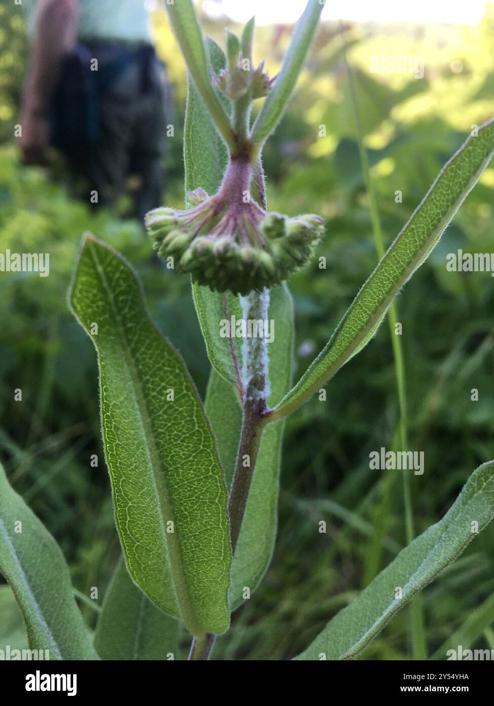 green comet milkweed (Asclepias viridiflora) Plantae Stock Photo - Alamy