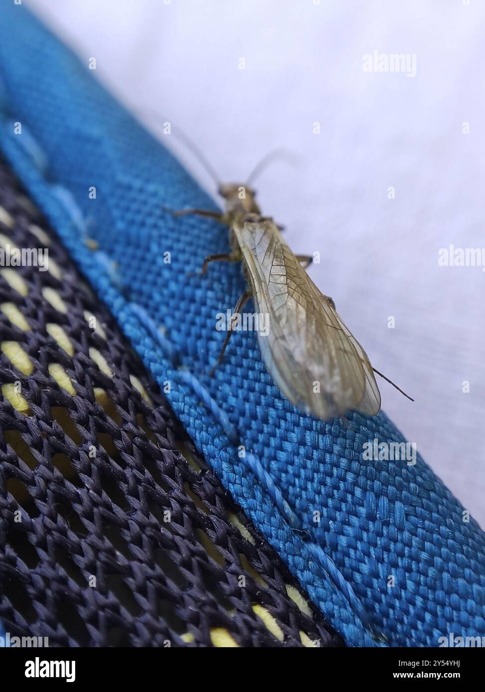 Stoneflies (Plecoptera) Insecta Stock Photo - Alamy