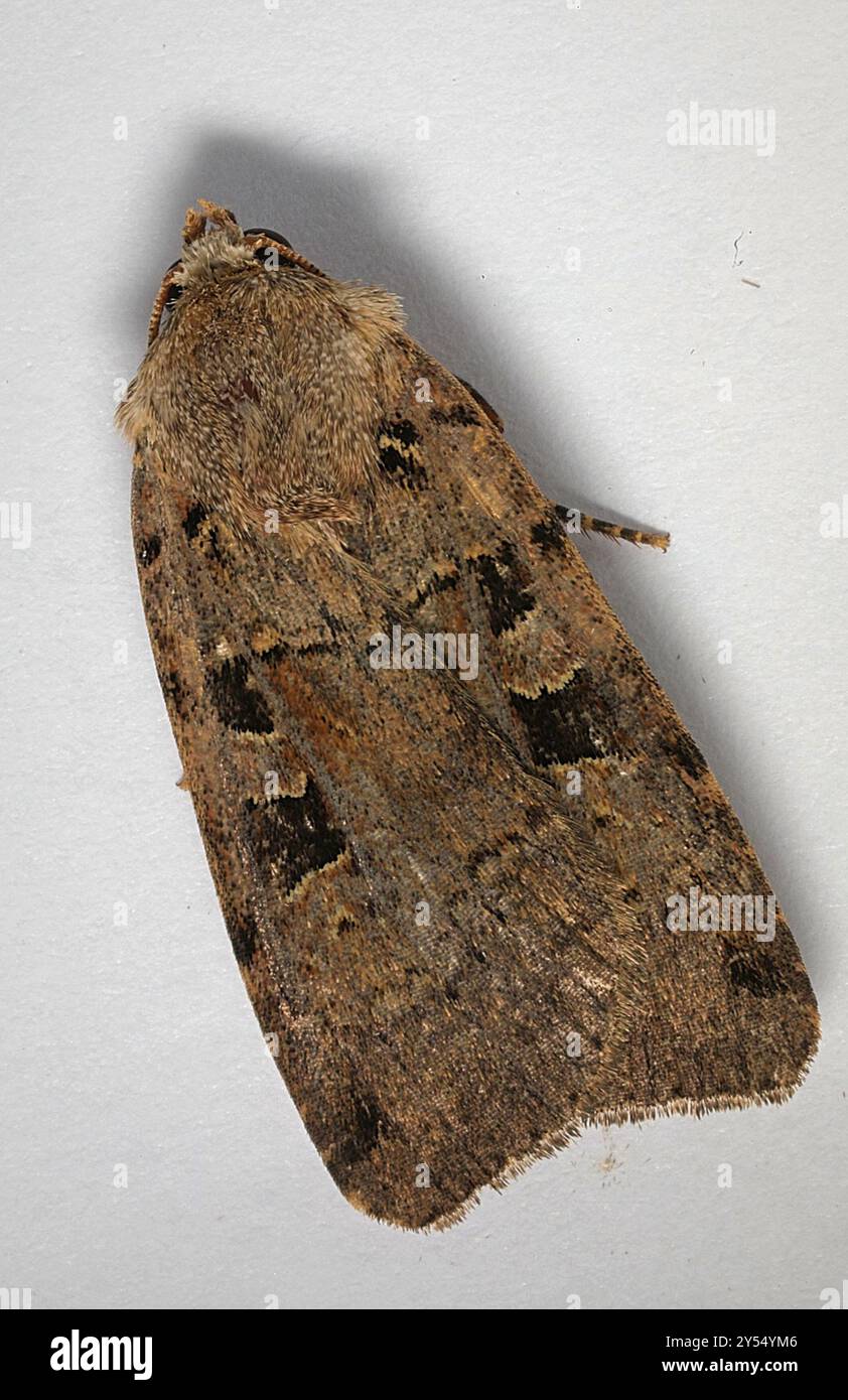 Double Square-spot (Xestia triangulum) Insecta Stock Photo - Alamy