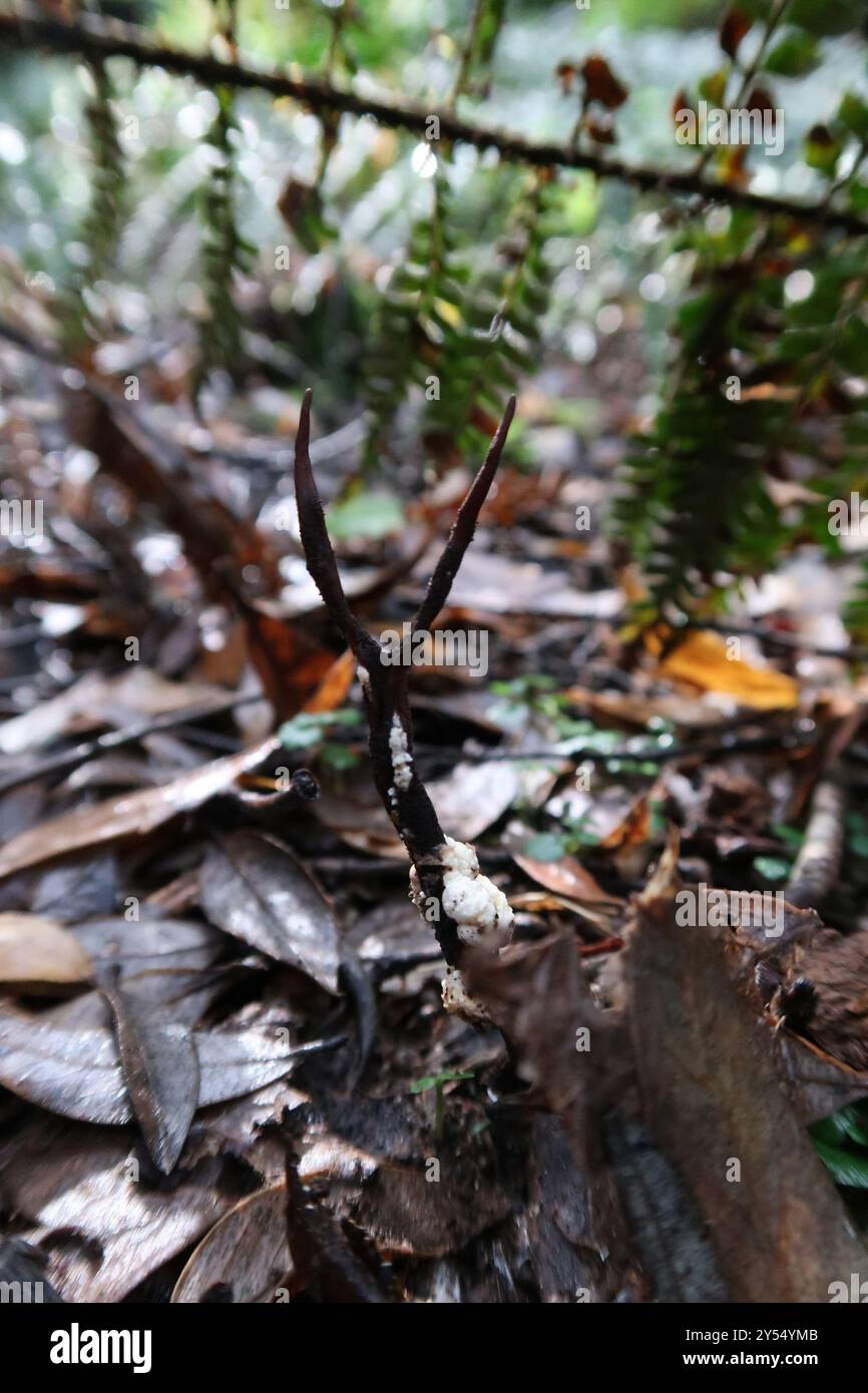 Vegetable caterpillar (Ophiocordyceps robertsii) Fungi Stock Photo - Alamy
