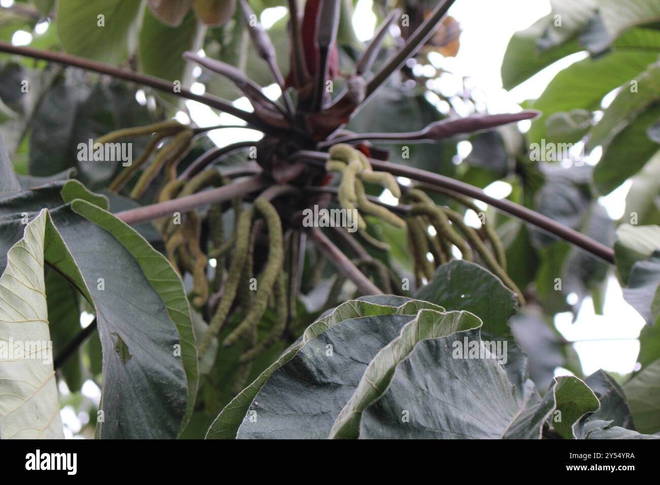 trumpet-tree (Cecropia obtusifolia) Plantae Stock Photo - Alamy