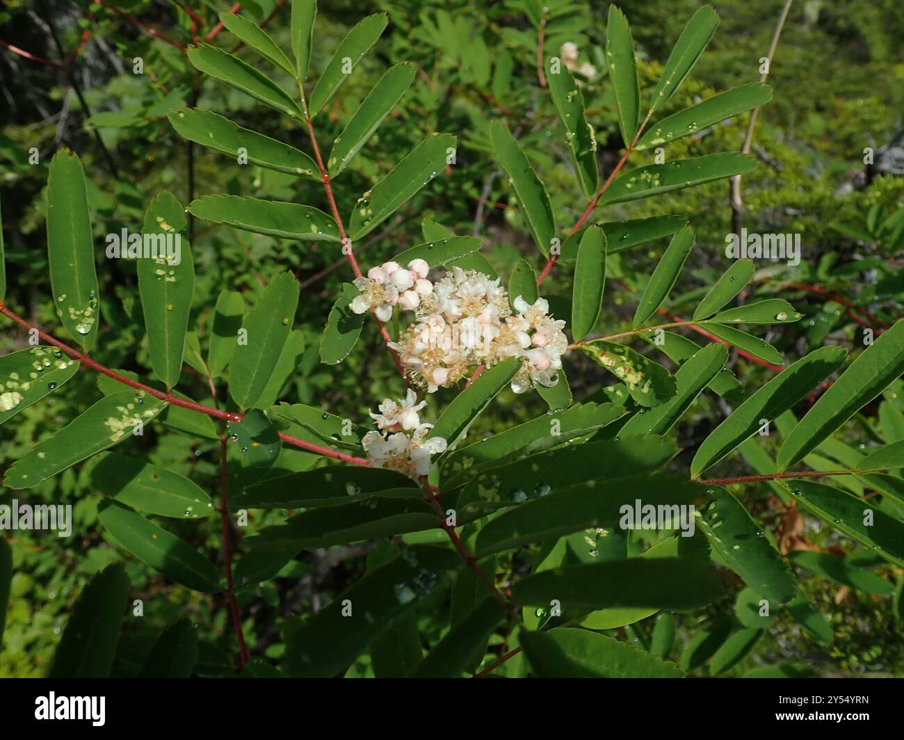 Sitka Mountain-Ash (Sorbus sitchensis) Plantae Stock Photo - Alamy