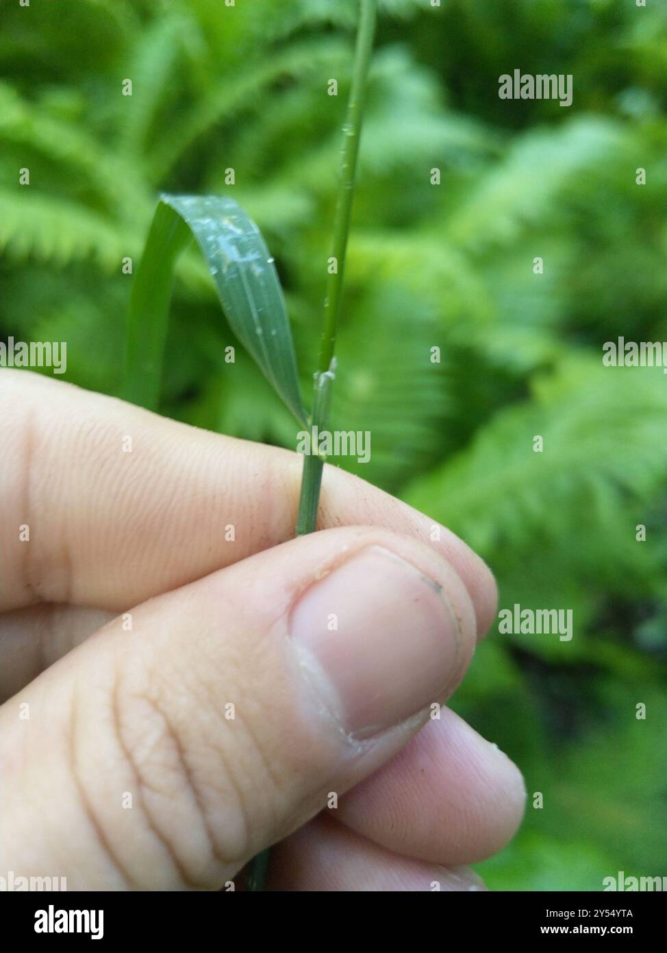 Scandinavian Small-reed (Calamagrostis purpurea) Plantae Stock Photo ...