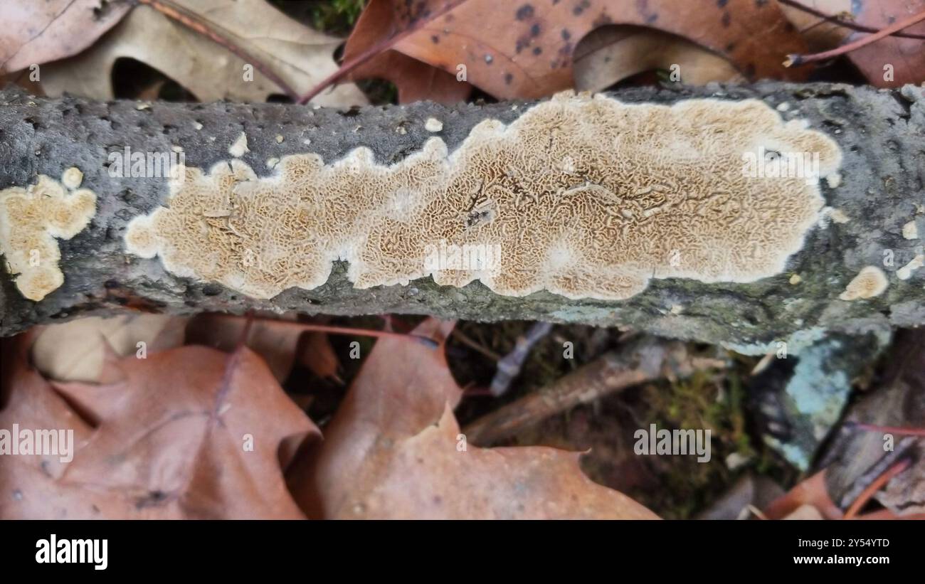 Milk-white Toothed Polypore (Irpex lacteus) Fungi Stock Photo - Alamy