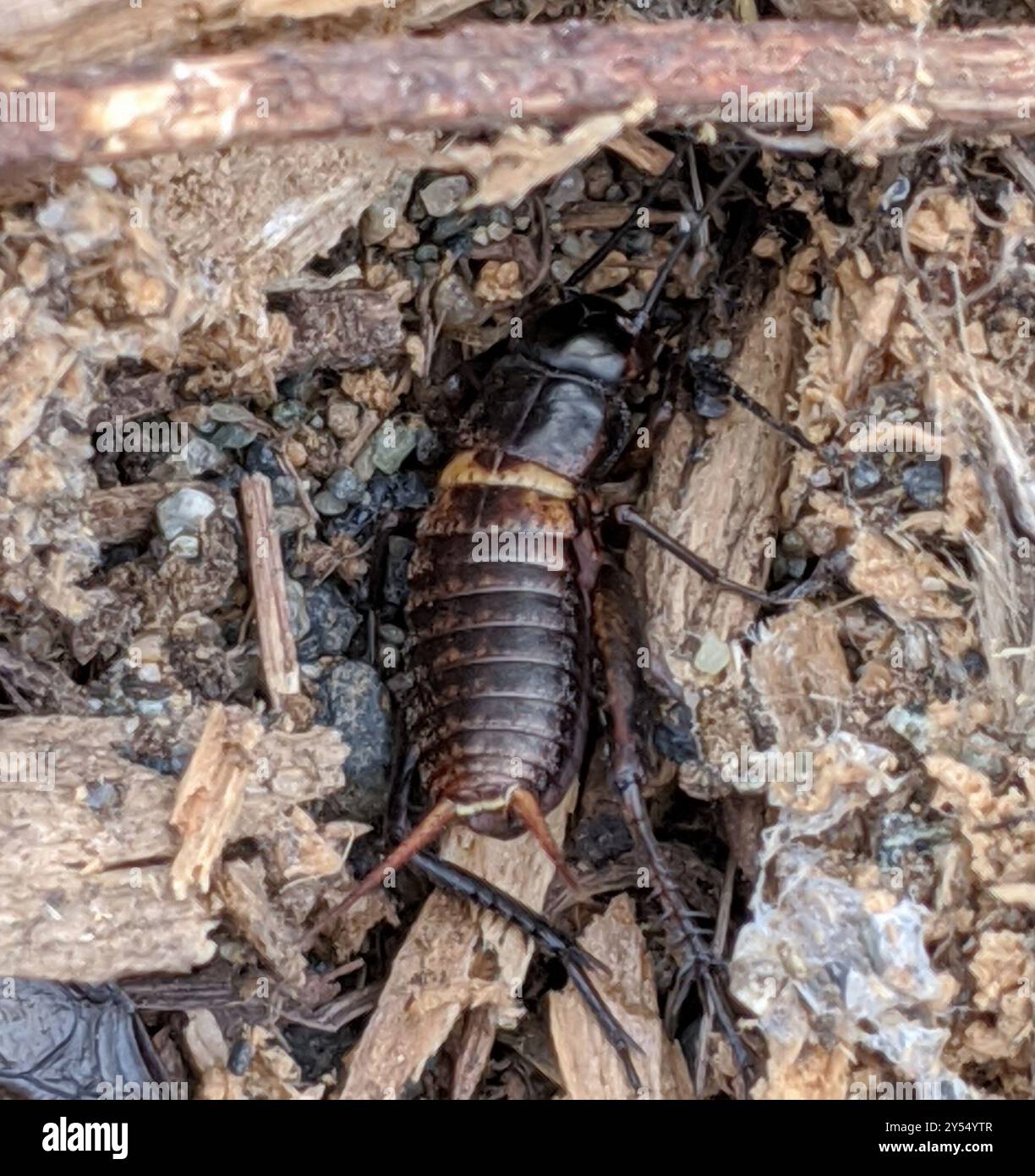 Fall Field Cricket (Gryllus pennsylvanicus) Insecta Stock Photo - Alamy