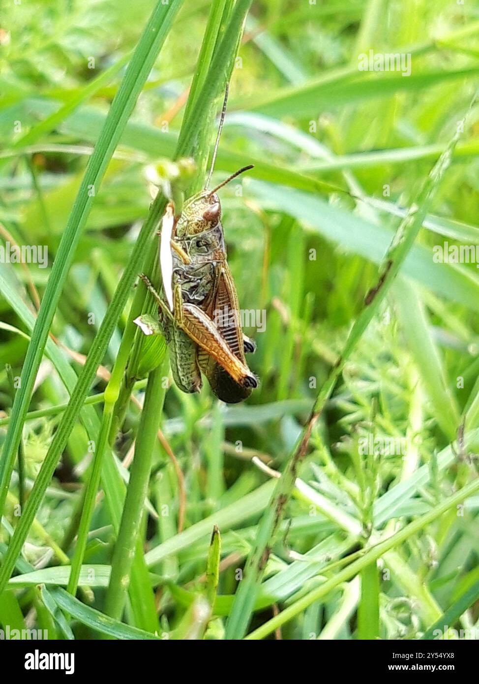 Ladder Grasshopper (Stauroderus scalaris) Insecta Stock Photo - Alamy