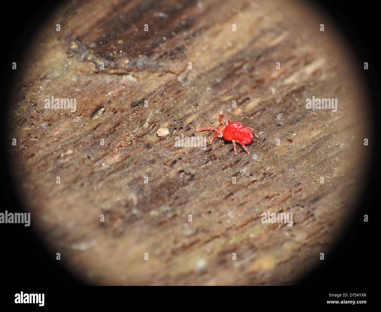 Trombidiform Mites (Trombidiformes) Arachnida Stock Photo - Alamy