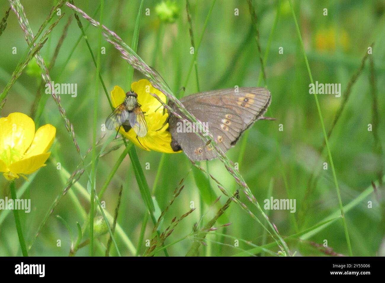 Almond Ringlet (Erebia alberganus) Insecta Stock Photo - Alamy