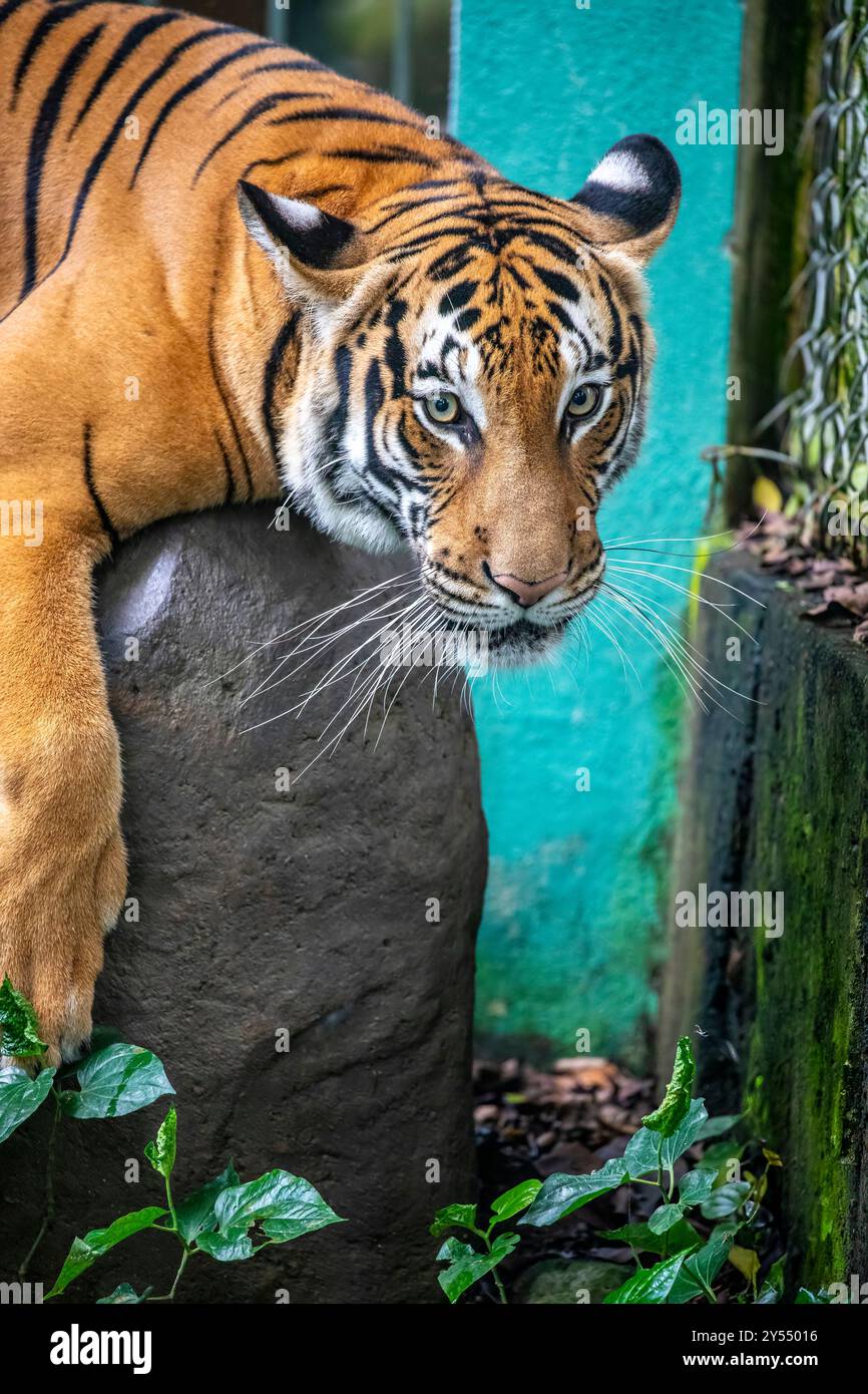 The closeup image of Malayan tiger (Panthera tigris jacksoni). It is a ...