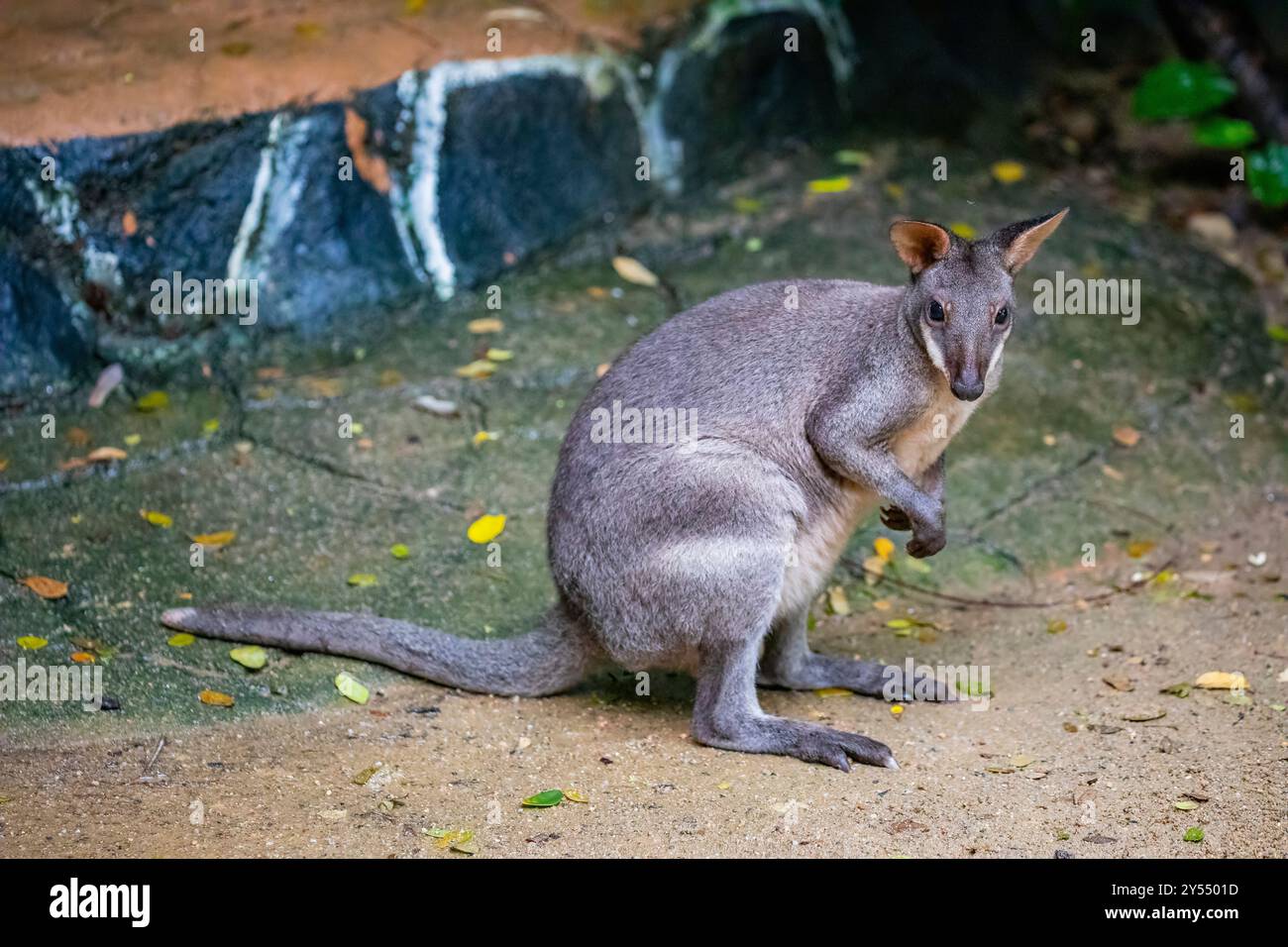 The photo of dusky wallaby (Thylogale brunii). A species of marsupial ...