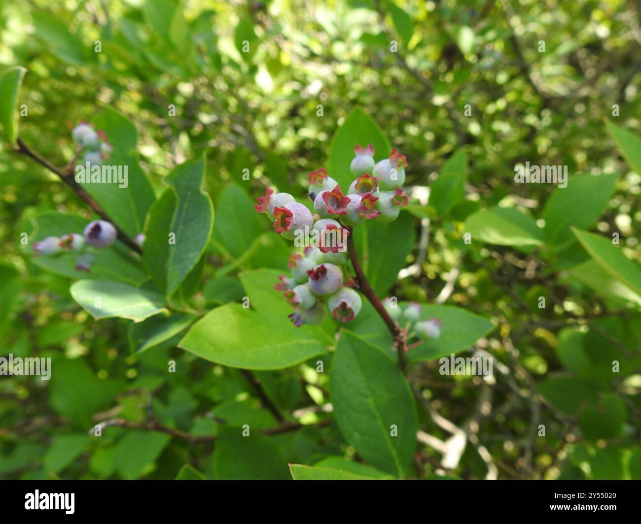 Northern highbush blueberry (Vaccinium corymbosum) Plantae Stock Photo ...