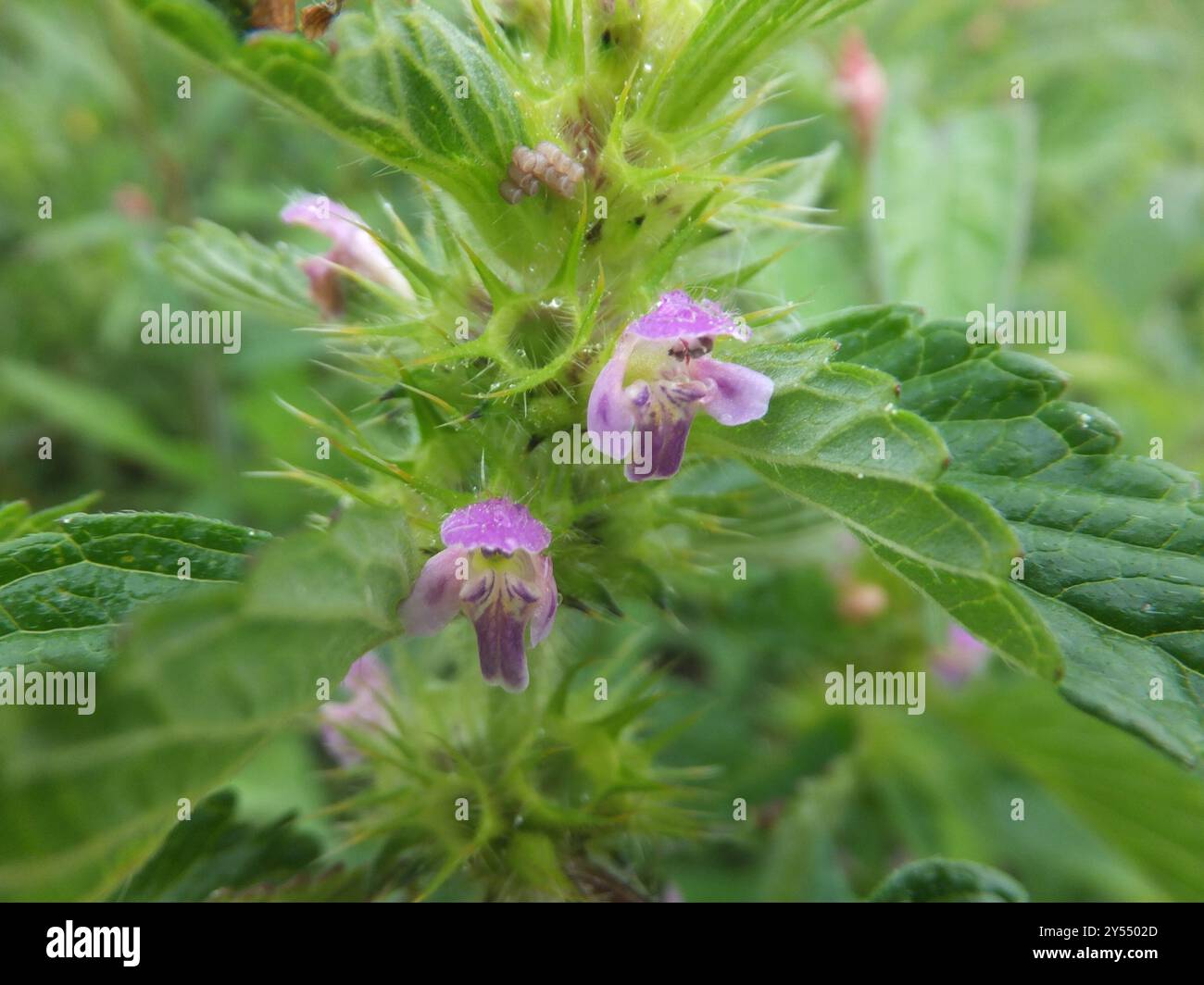 Common hemp-nettle (Galeopsis tetrahit) Plantae Stock Photo - Alamy