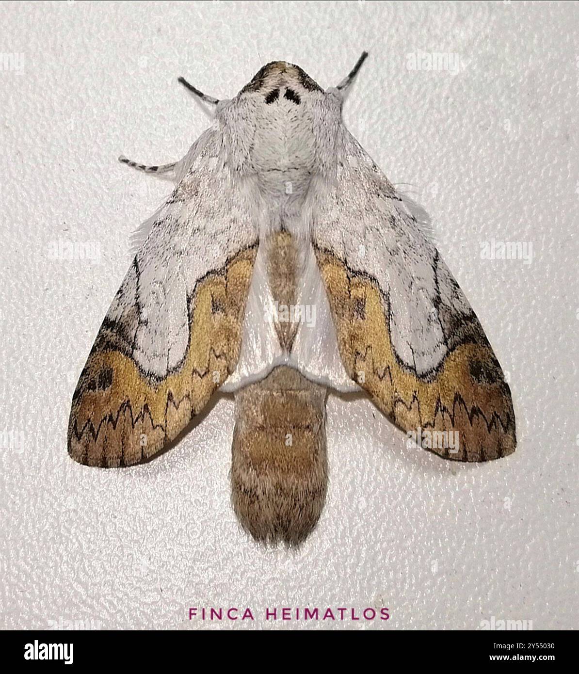 (Ginaldia causia) Insecta Stock Photo - Alamy