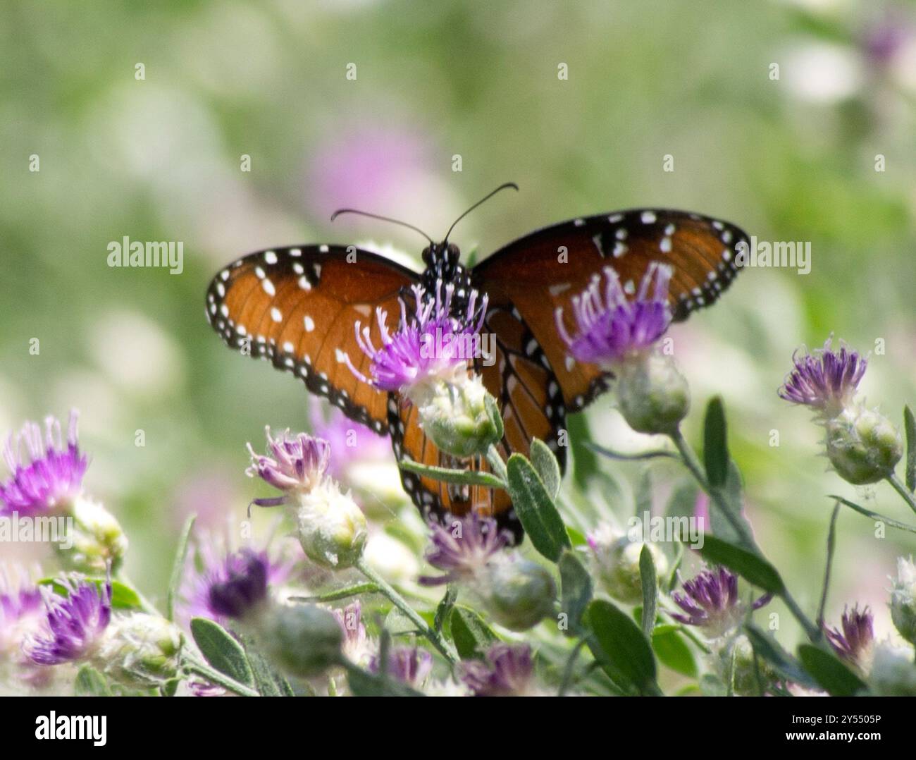 Striated Queen (Danaus gilippus thersippus) Insecta Stock Photo - Alamy