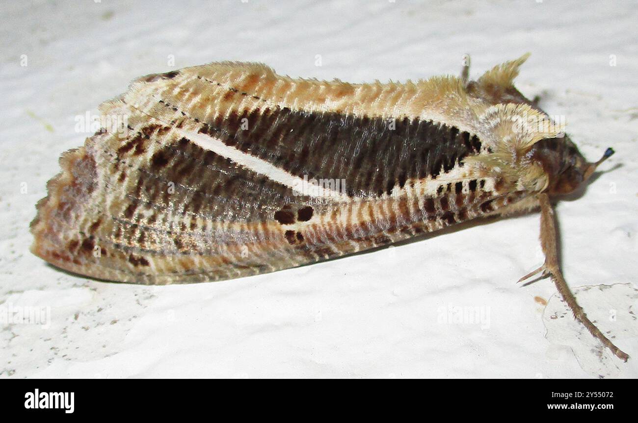 Dot-underwing Moth (Eudocima materna) Insecta Stock Photo - Alamy