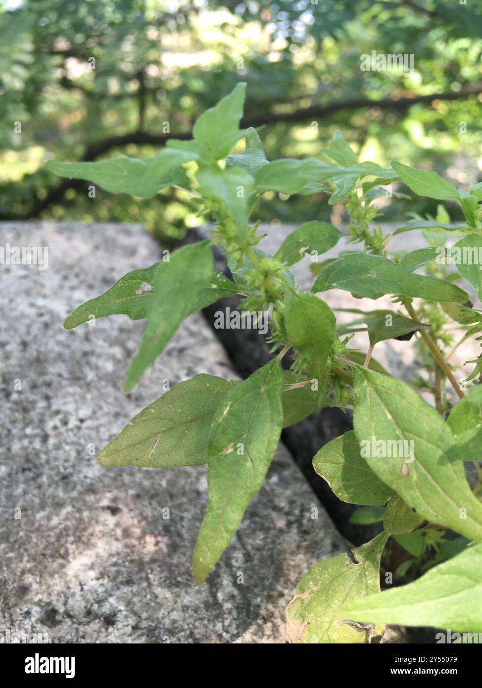 Pennsylvania pellitory (Parietaria pensylvanica) Plantae Stock Photo ...
