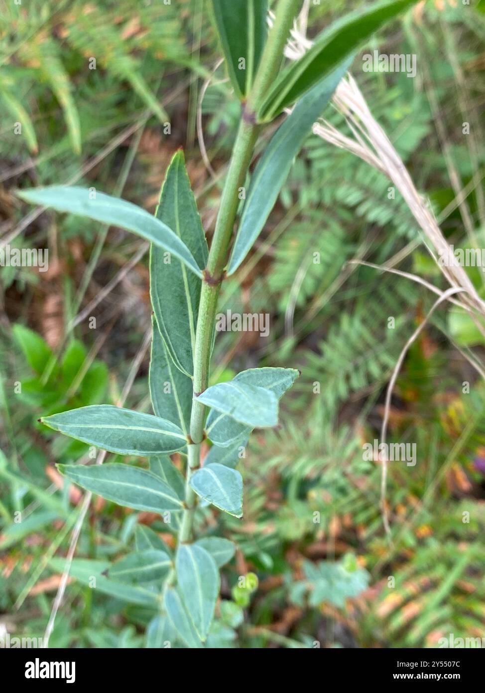 Savannah meadowbeauty (Rhexia alifanus) Plantae Stock Photo - Alamy