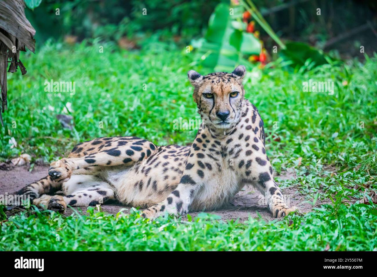 The closeup image of a King Cheetah (Acinonyx jubatus) from Zoo Negara ...