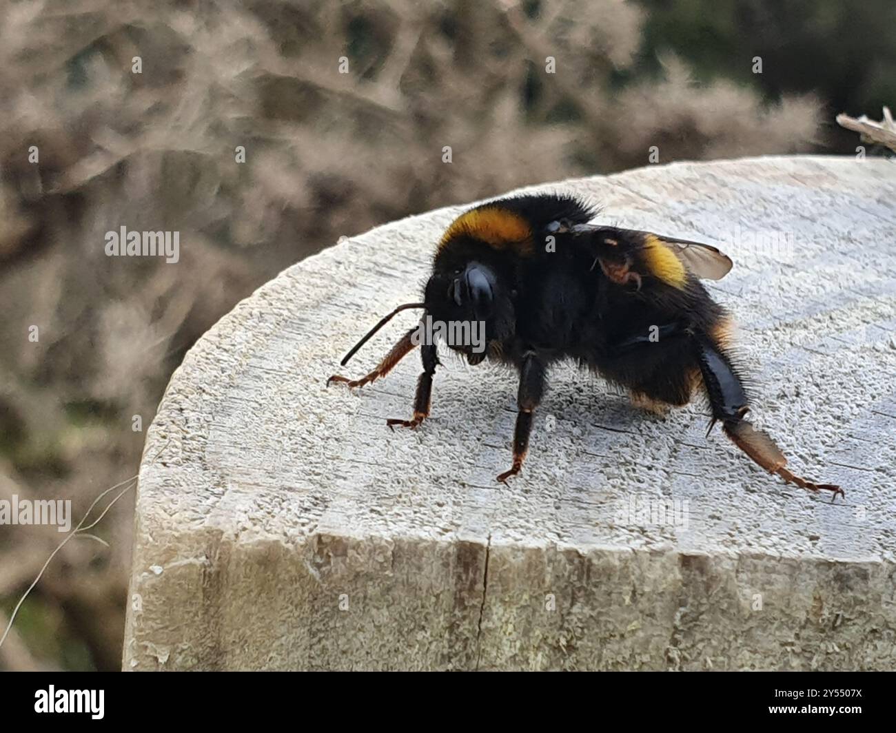 Buff-tailed Bumble Bee (Bombus terrestris) Insecta Stock Photo - Alamy