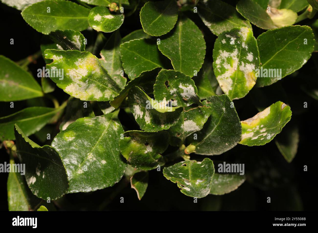 Spindletree powdery mildew (Erysiphe euonymicola) Fungi Stock Photo - Alamy
