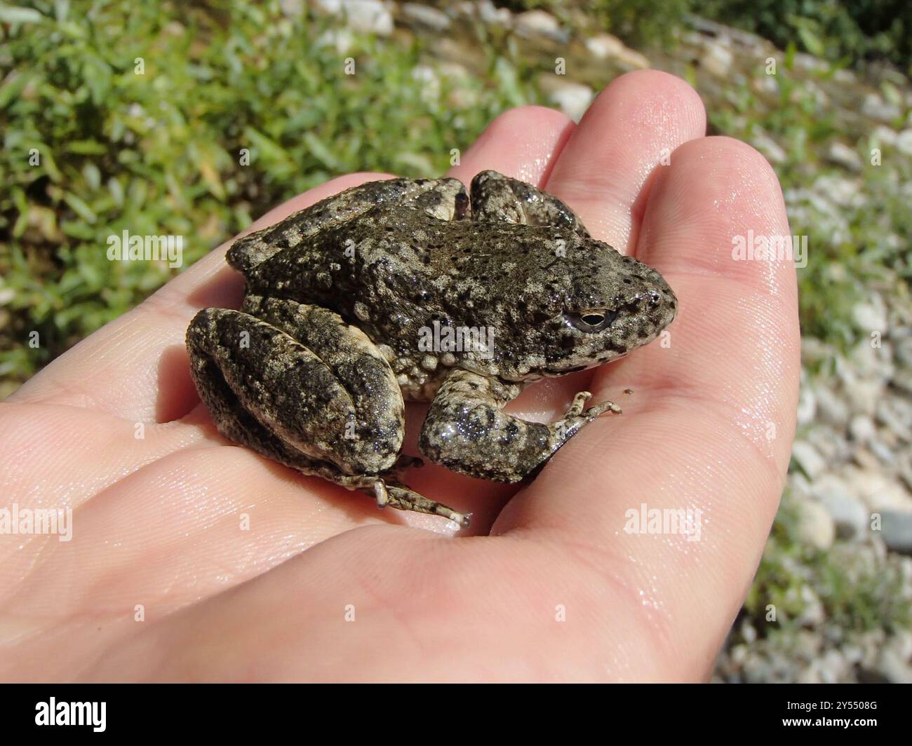 Foothill Yellow-legged Frog (Rana boylii) Amphibia Stock Photo - Alamy
