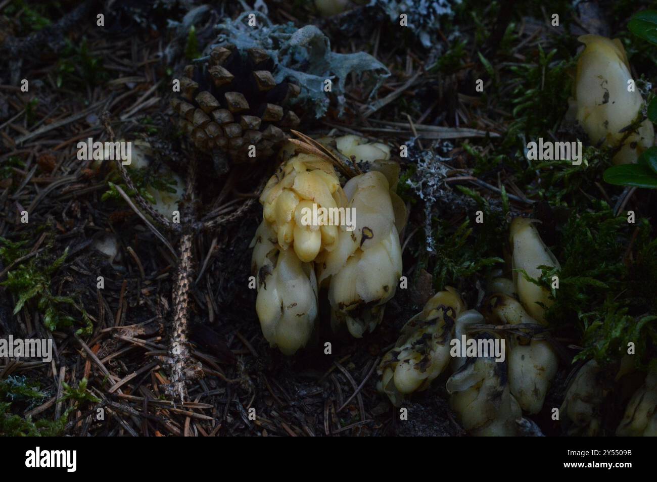 pinesap (Monotropa hypopitys) Plantae Stock Photo - Alamy