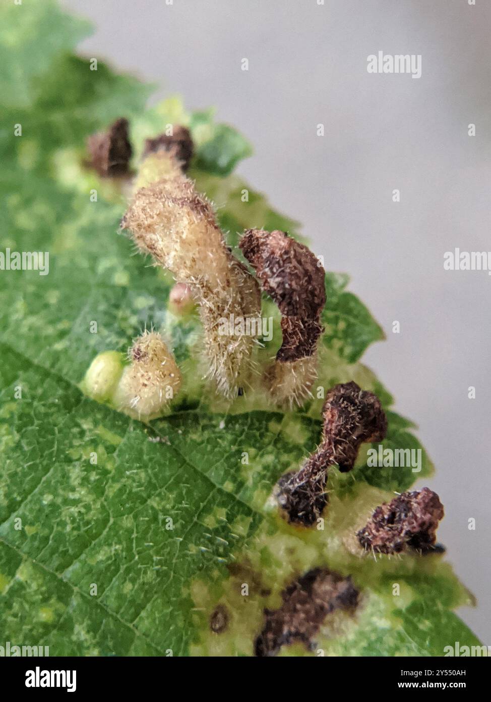 Rice Root Aphid (Tetraneura akinire) Insecta Stock Photo - Alamy